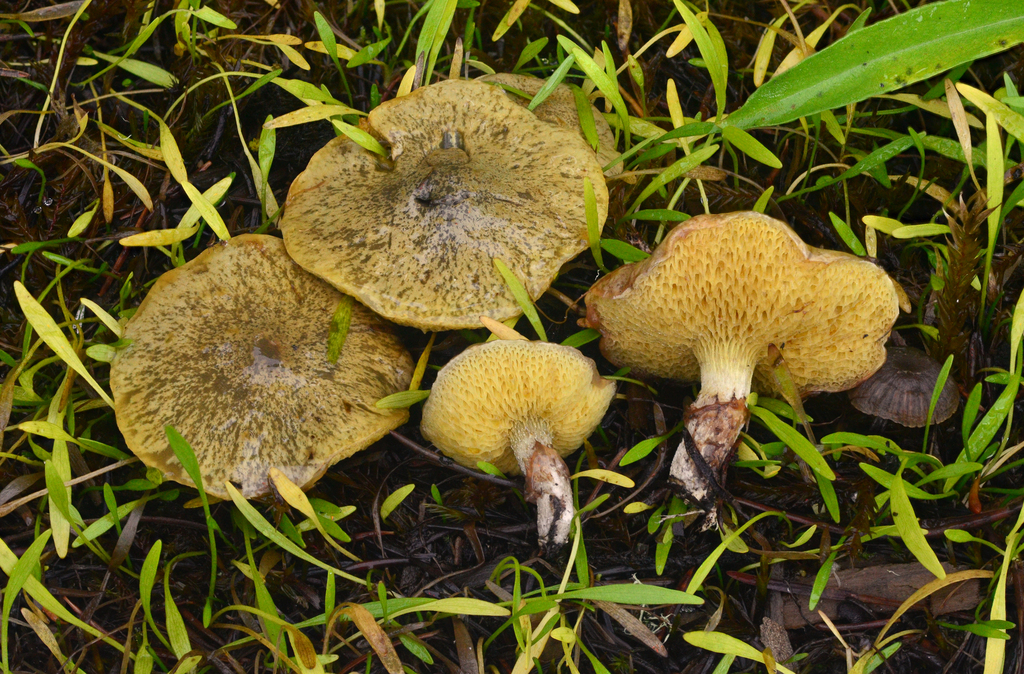 Jellied Bolete from Charlton Lake, Oregon 97733 on October 6, 2023 at ...