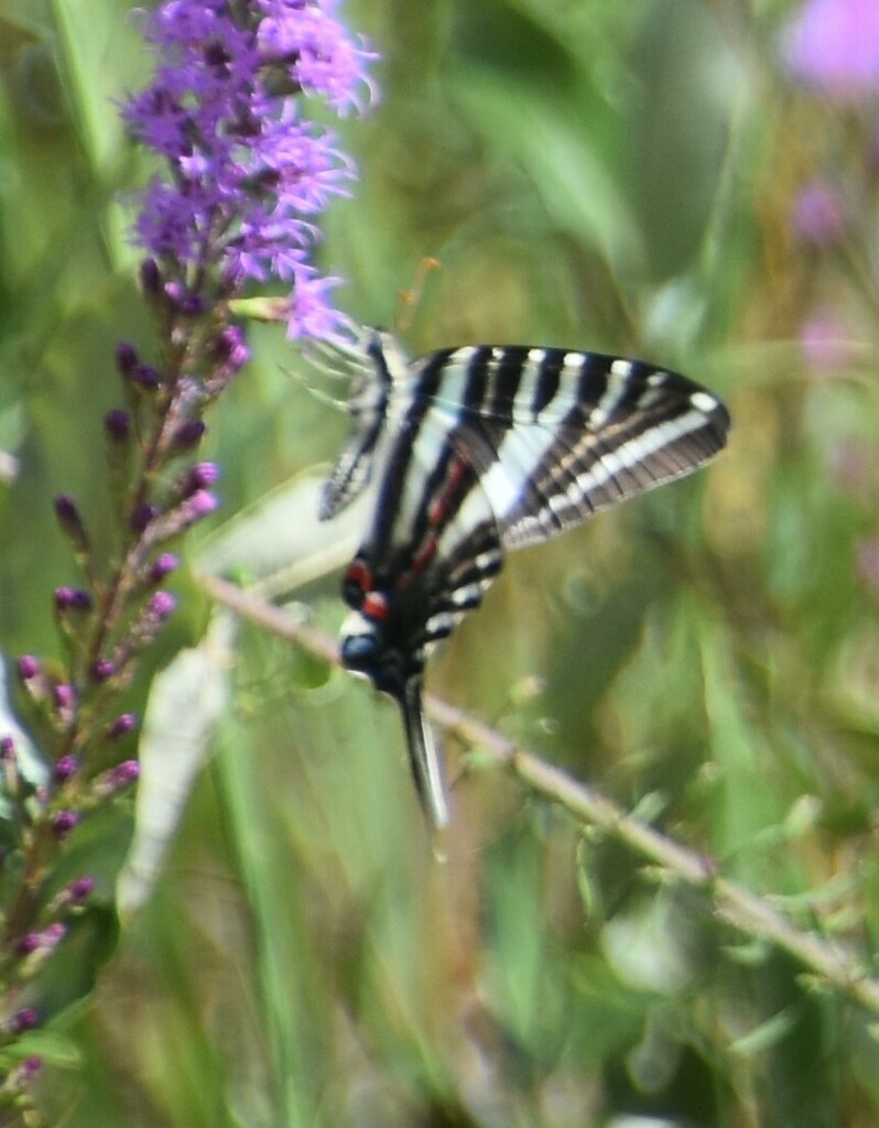 Zebra Swallowtail from little gator creek wea on October 6, 2023 by Tom ...