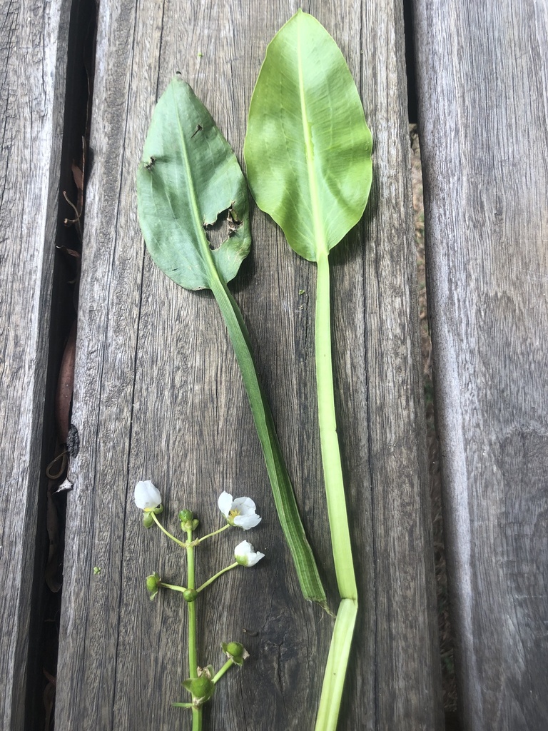 Delta Arrowhead from Mogood, NSW, AU on October 8, 2023 at 12:12 PM by ...
