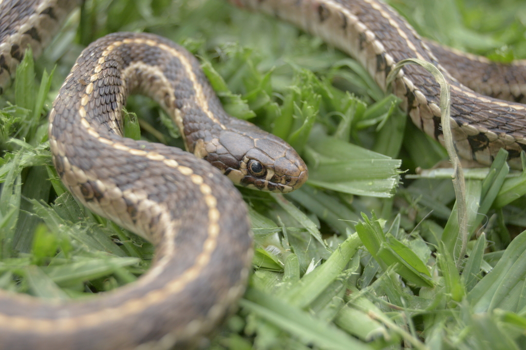 Short-tail Alpine Garter Snake from Manzana 058, 54430 Santa María ...