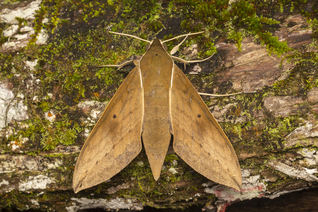 Hunter Hawkmoths from MCM Nature Discovery Villa (Stephen's Place ...