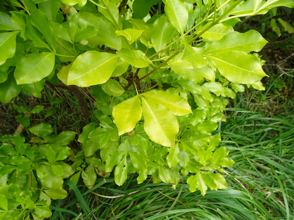 Wharangi from Aro Valley, Wellington, New Zealand on October 8, 2023 at ...