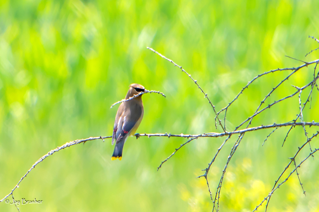 Cedar Waxwing from Seney NWR, Schoolcraft County, MI, USA on June 22 ...