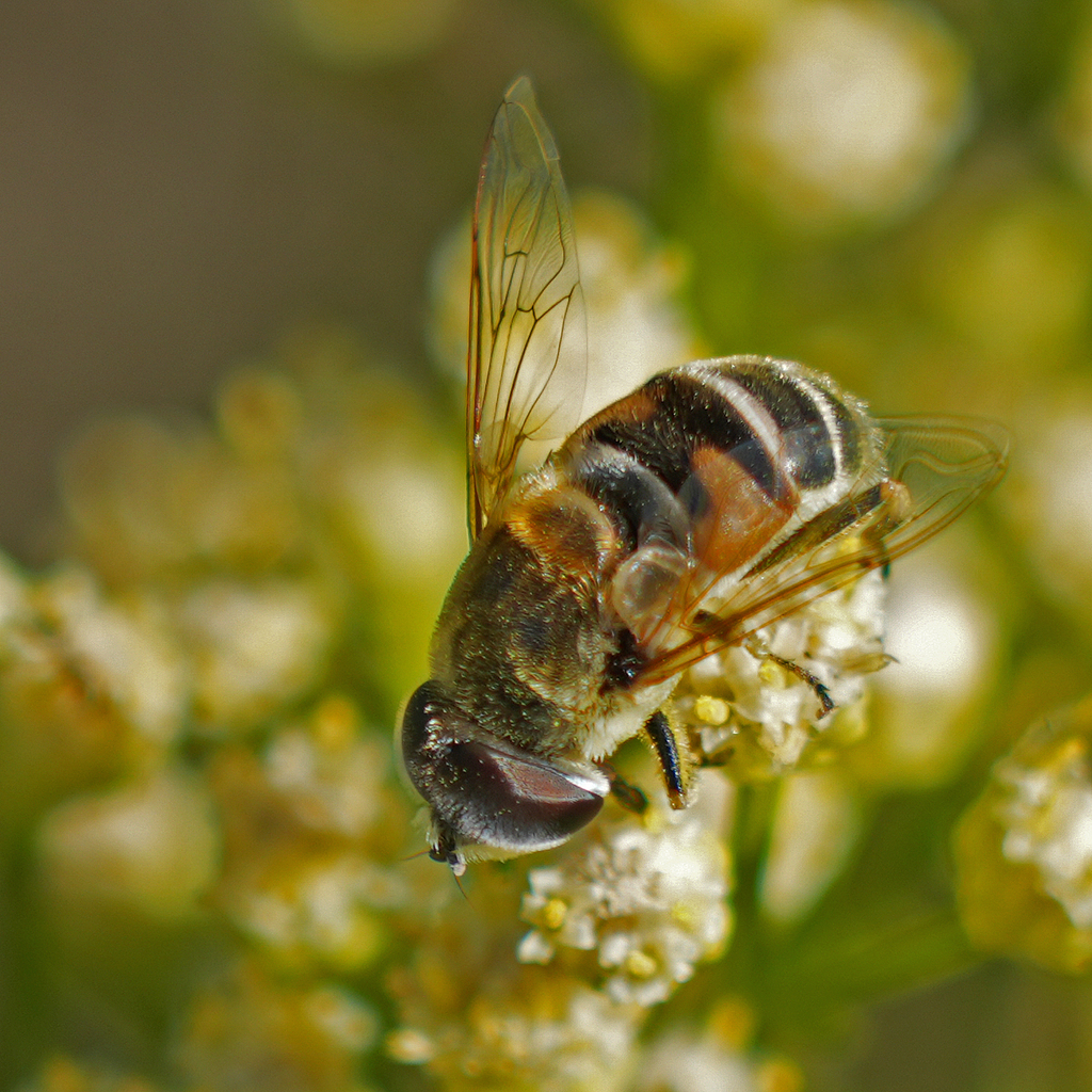 Yellow-shouldered Drone Fly from Featherly Regional Park, CA, USA on ...