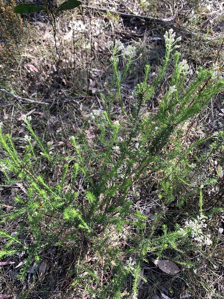 Sago Flower from Capertee National Park, Bogee, NSW, AU on October 7 ...