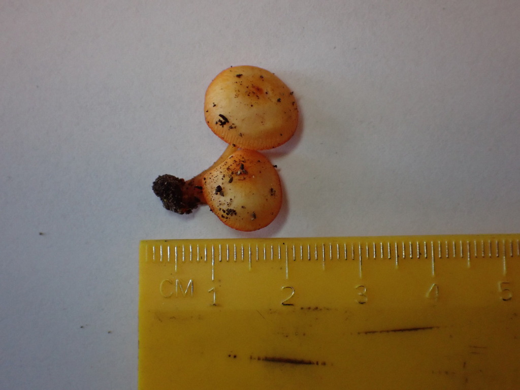 orange mycena from Franklin County, MO, USA on October 7, 2023 at 03:29 ...