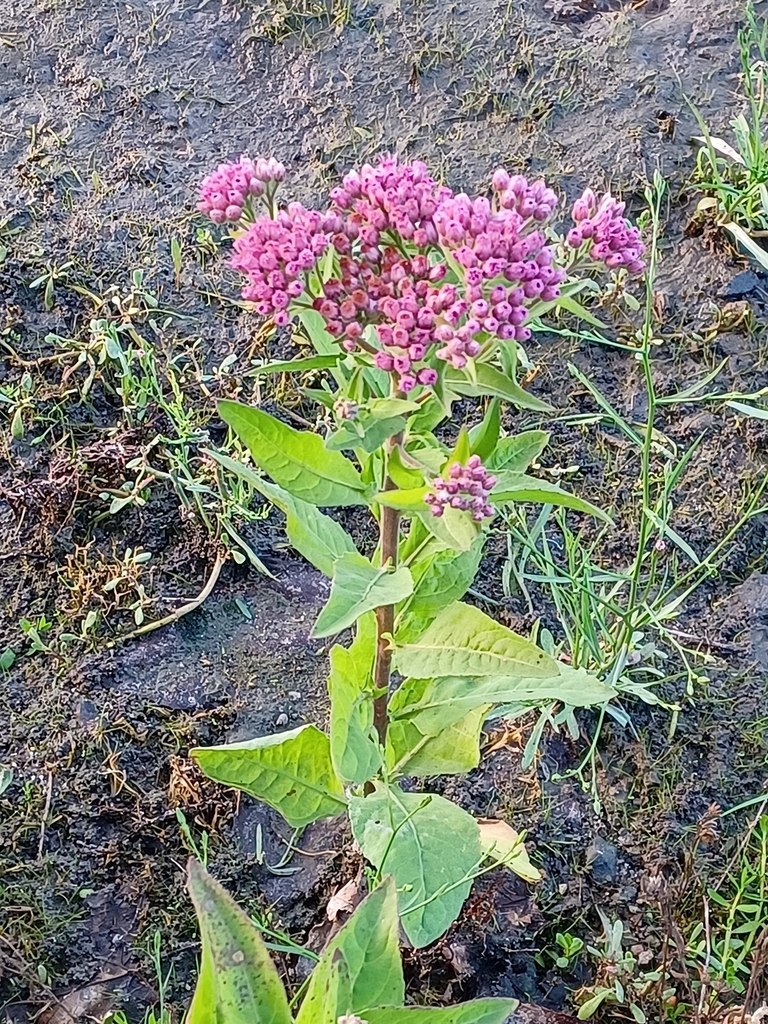 marsh fleabane from San Joaquin Marsh, Irvine, CA 92612, USA on October ...