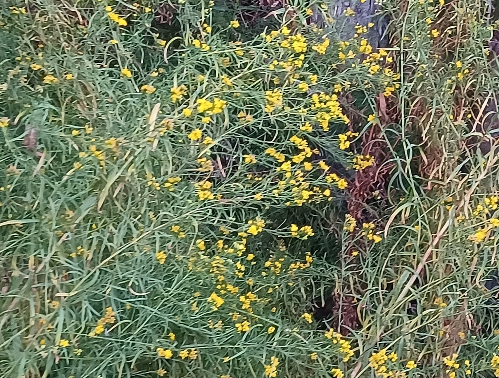 western goldenrod from San Joaquin Marsh, Irvine, CA 92612, USA on ...
