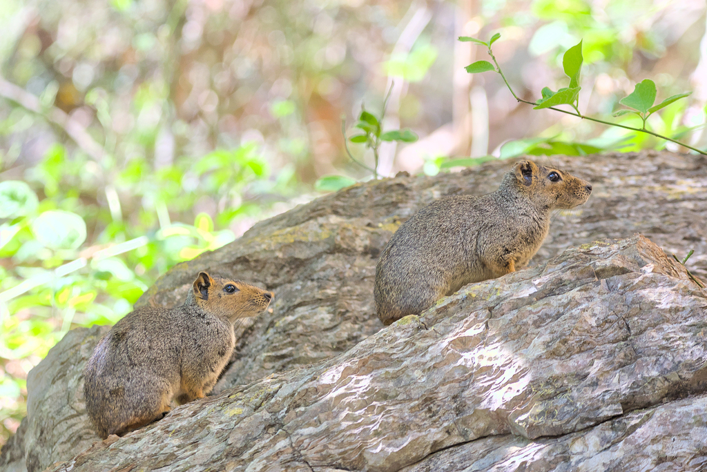 Rock Cavy from Januária - MG, 39480-000, Brasil on September 24, 2023 ...