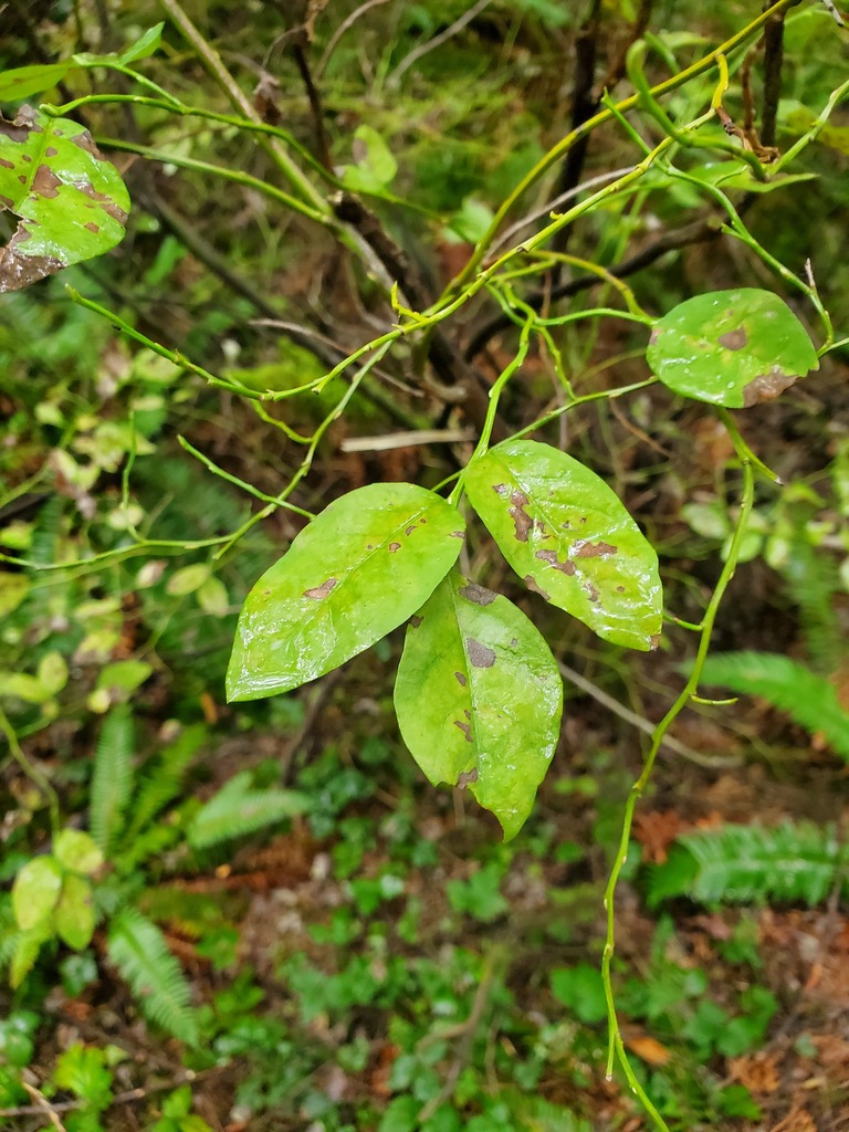 Red Huckleberry from Metro Vancouver, BC, Canada on September 19, 2023 ...