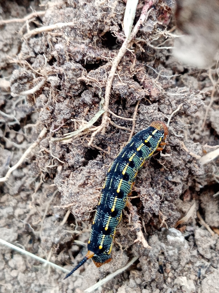 White-lined Sphinx from Manzana 012, La Perla, 54740 Cuautitlán Izcalli ...