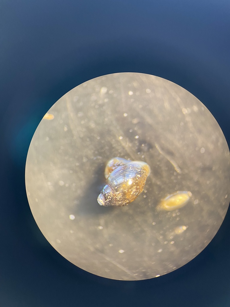 Acute Bladder Snail from Te Waipounamu/South Island, Arthur's Pass ...