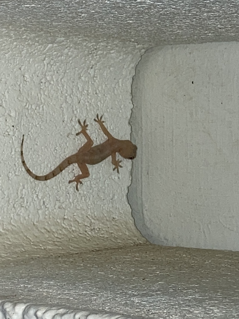 Tropical House Gecko from Puerto Rico, Aguada, Puerto Rico, US on ...