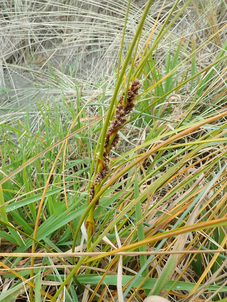 Pingao from Foxton Beach, New Zealand on October 8, 2023 at 08:01 AM by ...
