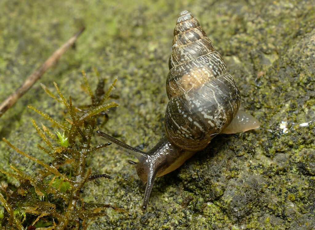 Small Pointed Snail from Makarau, New Zealand on May 27, 2020 at 03:21 ...