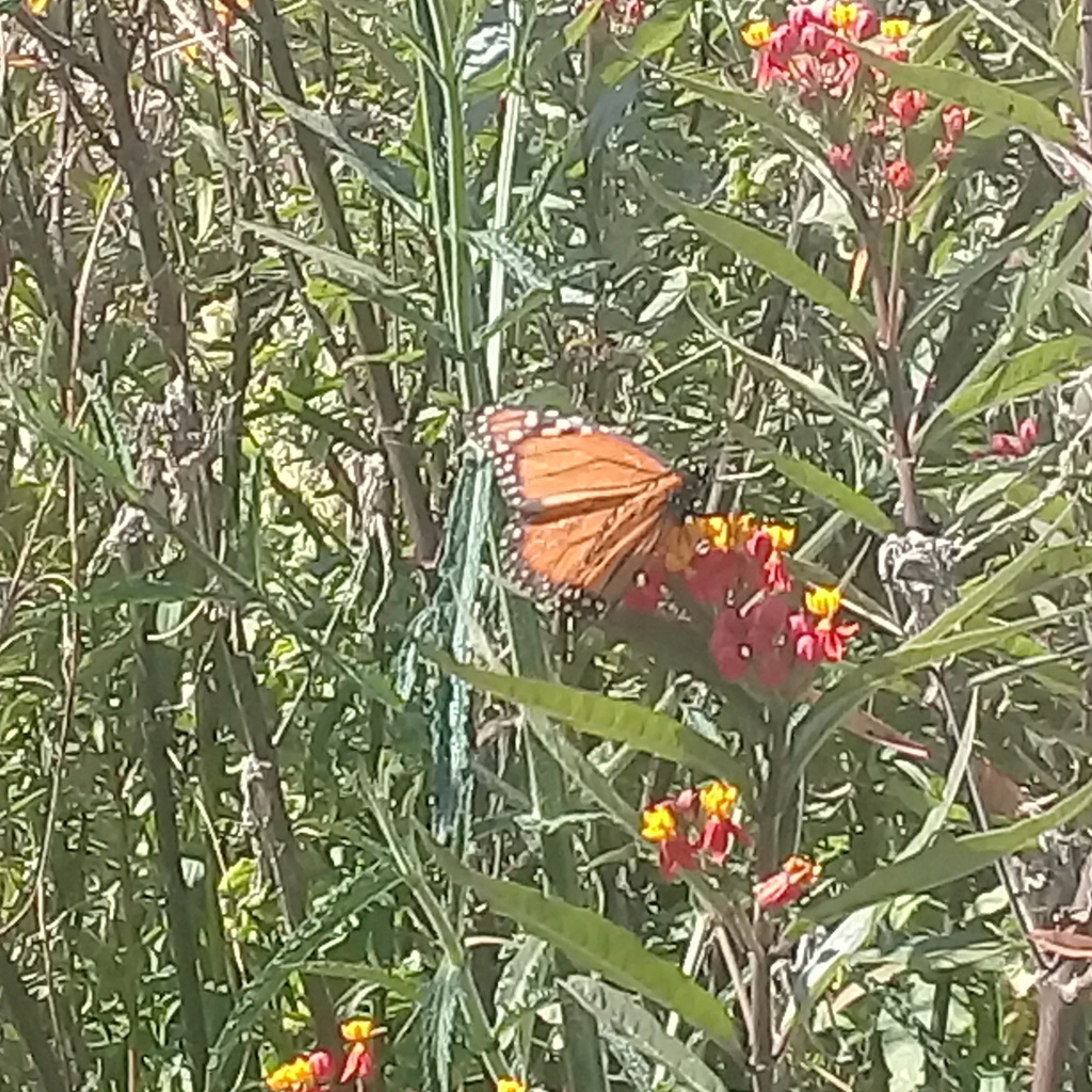 Southern Monarch from Puerto Madero, CABA, Argentina on October 7, 2023 ...