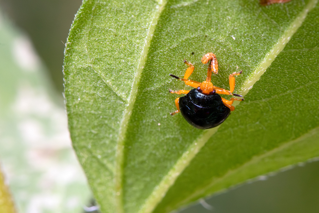 Anchor Stink Bug from Lewisville, TX, USA on October 2, 2023 at 02:04 ...