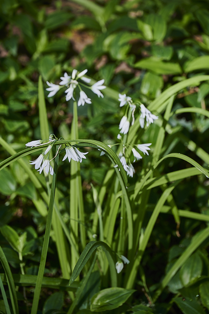 Three-cornered garlic from McLean Park, Kaiwaka, New Zealand on October ...