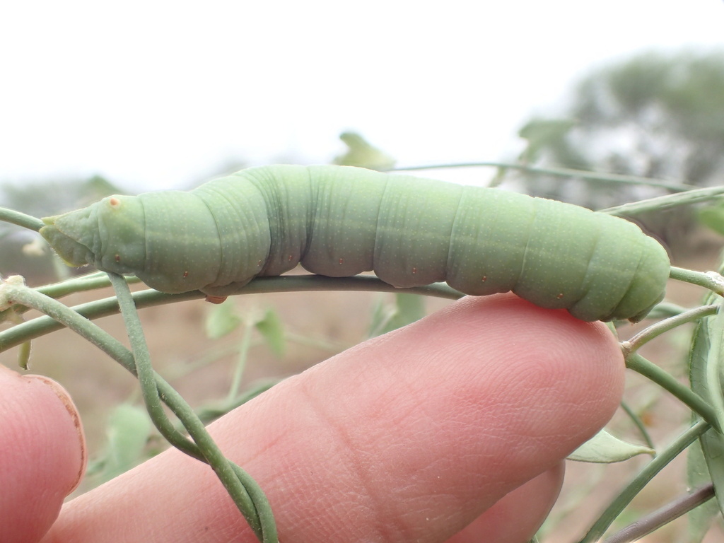 Obscure Sphinx from FM-1017, San Isidro, TX, US on October 7, 2023 at ...