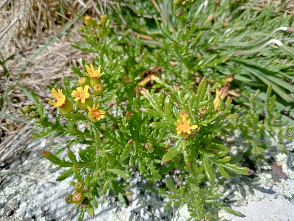 Shore Groundsel from Chatham Islands Territory 8016, New Zealand on ...