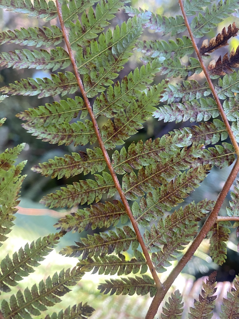 Mountain Tree Fern from Alford Forest, Mount Somers, Canterbury, NZ on ...