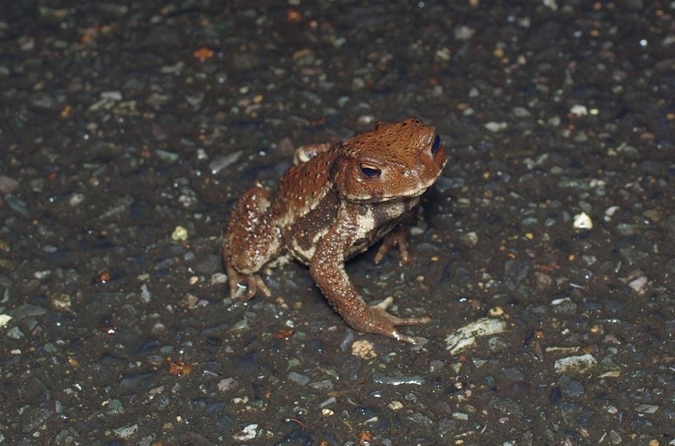 Western Japanese Common Toad in May 2013 by masaki_ishihara · iNaturalist