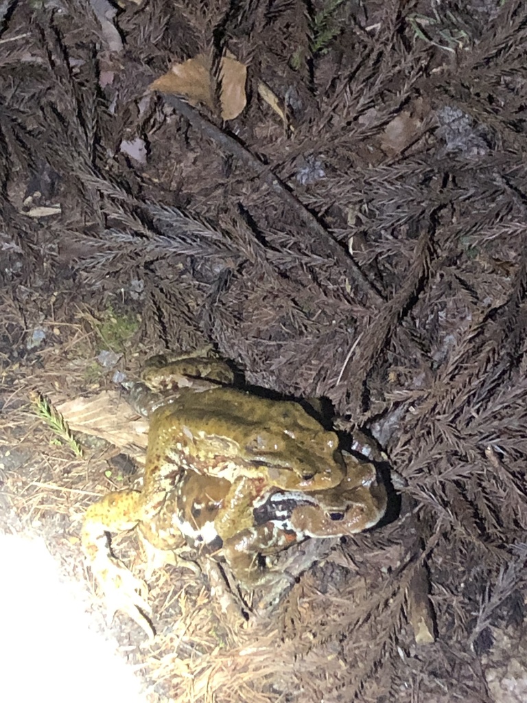 Eastern-Japanese Common Toad in May 2019 by masaki_ishihara · iNaturalist