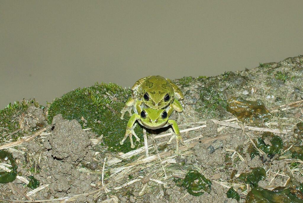 Japanese Tree Frog in May 2013 by masaki_ishihara · iNaturalist