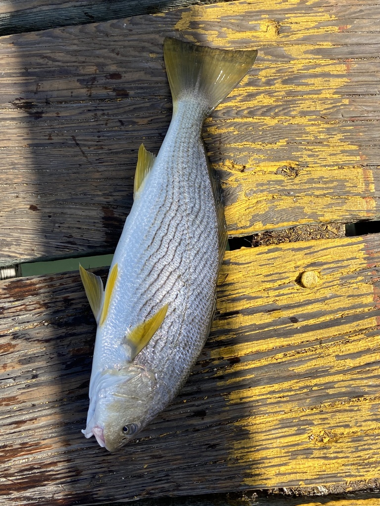 Yellowfin croaker from CA, US on June 8, 2022 at 09:50 AM by wendynone ...