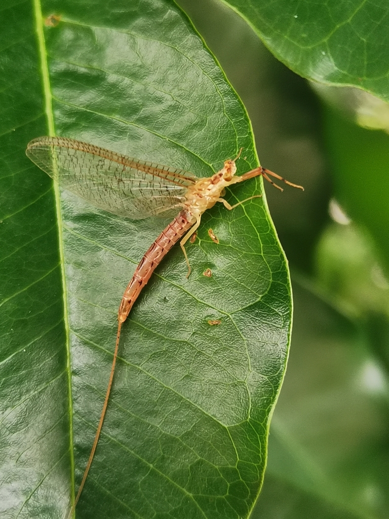 Ephemera rufomaculata from 云南省西双版纳傣族自治州勐腊县勐仑镇009乡道中国科学院西双版纳热带植物园 on ...