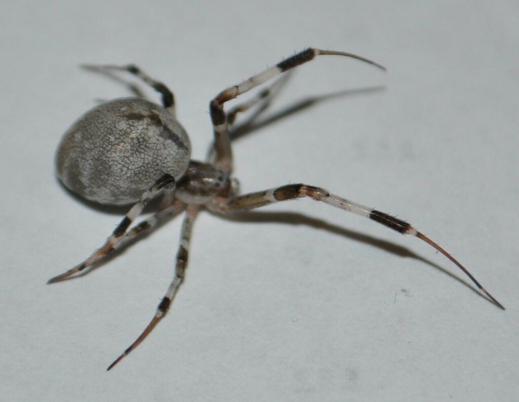 Ninja-star Ceiling Spider from Brisbane QLD, Australia on October 8 ...