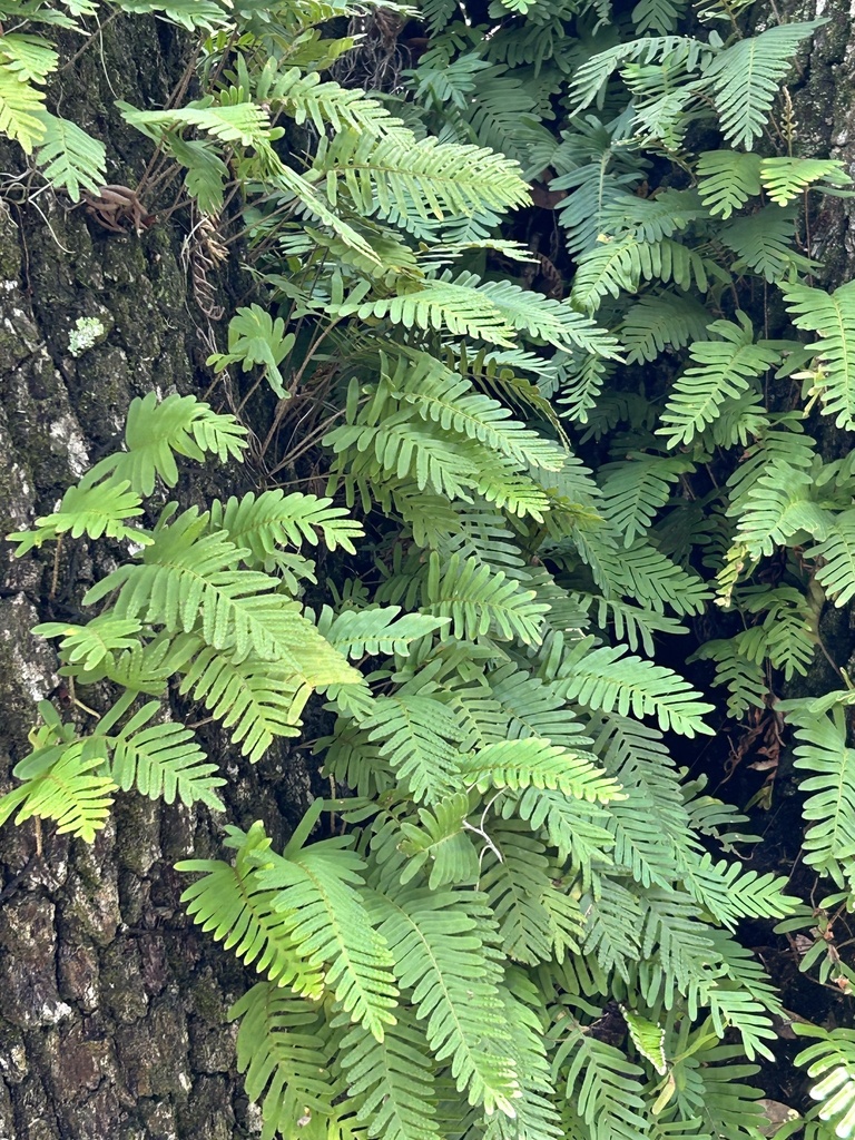 resurrection fern from Lettuce Lake Conservation Park, Tampa, FL, US on ...