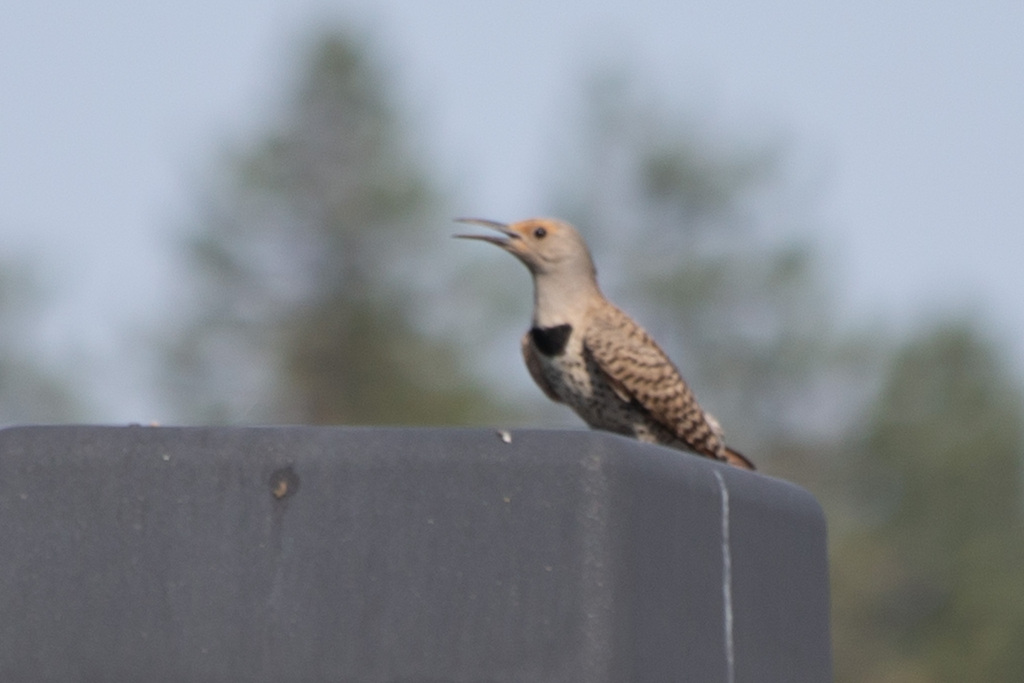 Northern Flicker from Southern Crossing, Bend, OR, USA on July 5, 2023 ...