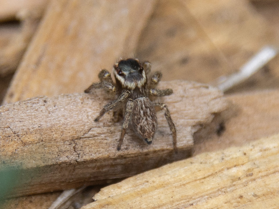 White Banded House Jumper in March 2019 by Terra Occ · iNaturalist