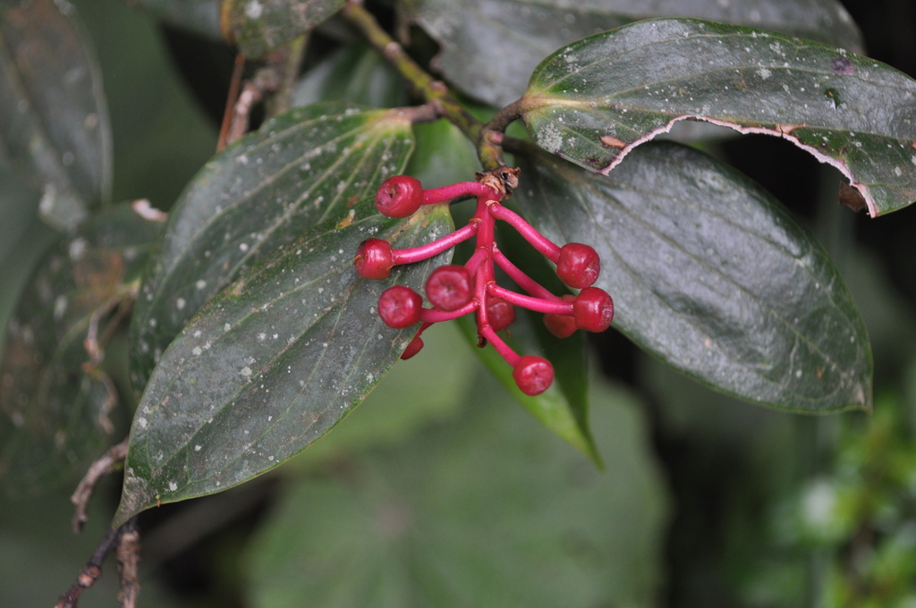 Mountain Grape from Niquivil on July 12, 2017 at 05:03 PM by Edwin ...