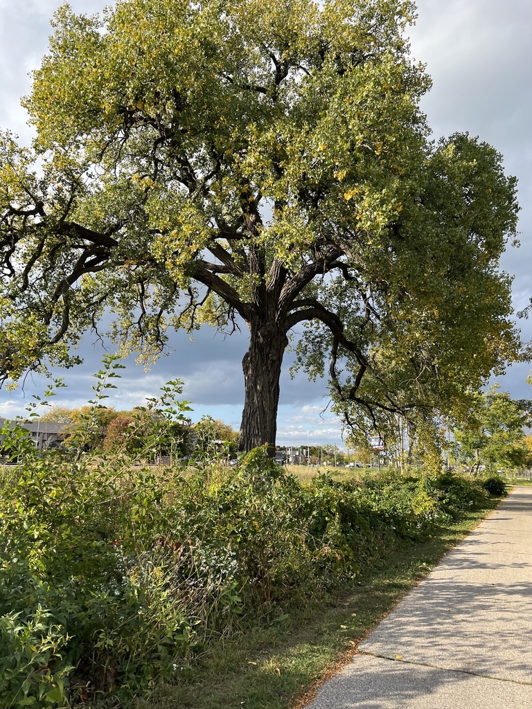 Eastern Cottonwood from E Johnson St, Madison, WI, US on October 5 ...