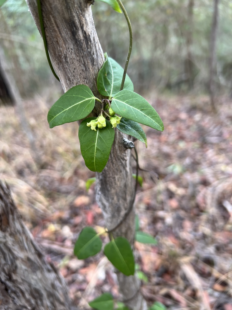 Slender milkvine from Mount Mellum, QLD, AU on October 8, 2023 at 01:02 ...
