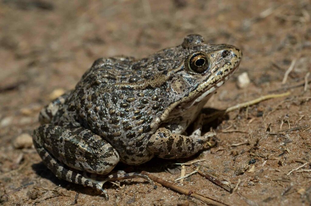 Gopher Frog (Lee County SC Toads & Frogs) · iNaturalist