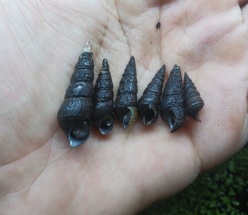 spider elimia in July 2023 by Robert Lamb. @jeffgarner · iNaturalist