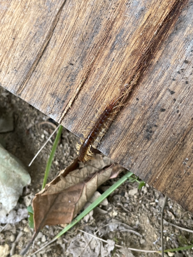 Red Centipedes from Myoto-Togakushi renzan National Park, Shinano ...