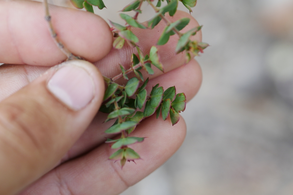 spiny bush-pea from Beaudesert - Pt A, Queensland, Australia on October ...