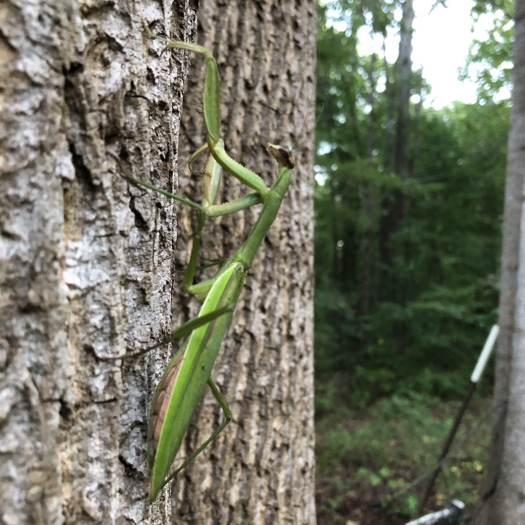 Mantids from Fallston Rd, Shelby, NC, US on September 15, 2023 at 06:55 ...