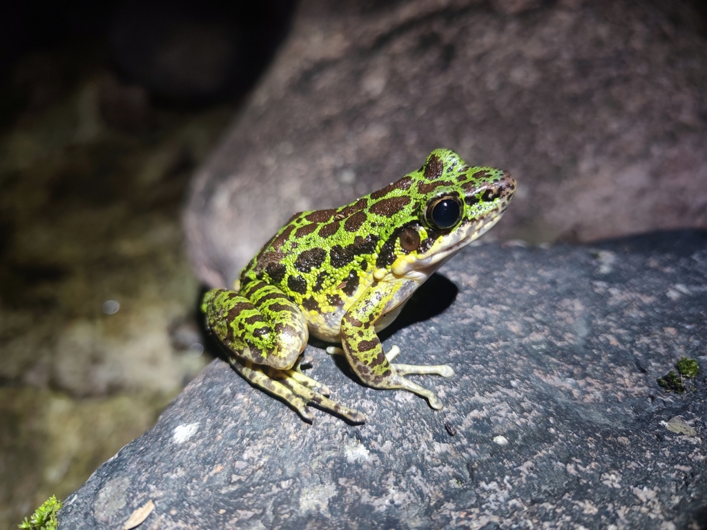 Tianmu Sharp-nosed Frog from Lishui, CN-ZJ, CN on September 29, 2023 at ...