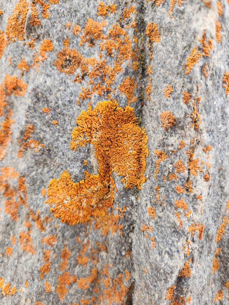 Elegant Sunburst Lichen from Churchill, MB, Canada on October 5, 2023 ...