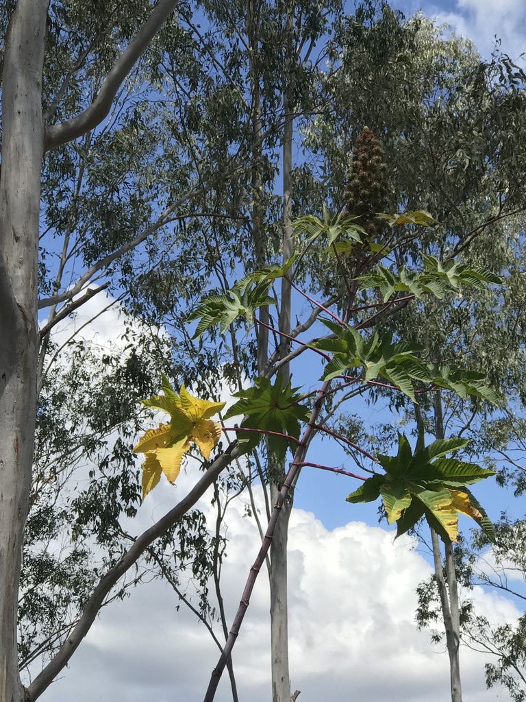 castor bean from Mount Urah, QLD, AU on October 7, 2023 at 12:20 PM by ...