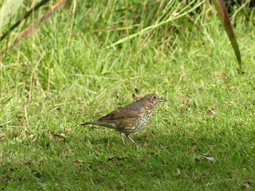 Western European Song Thrush from Te Anau, New Zealand on March 6, 2017 ...