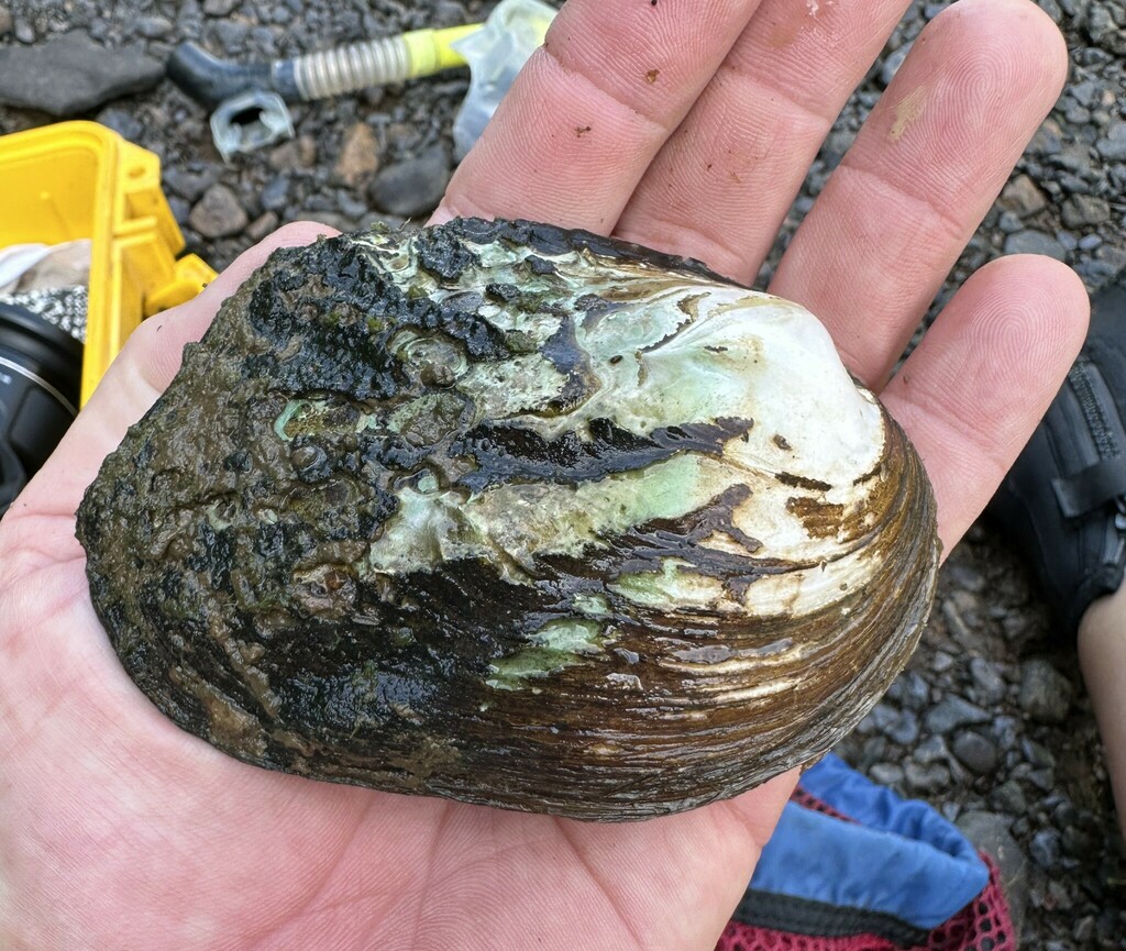 Three-ridge Mussel from Bear Creek, Bear Creek Picnic Area, Natchez ...