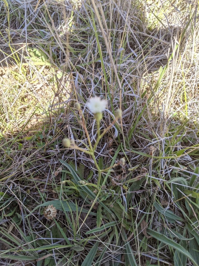 white flatweed from Elsmore NSW 2360, Australia on October 6, 2023 at ...