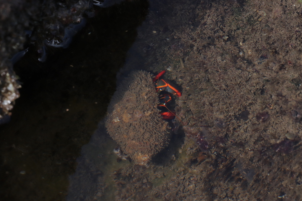 Calcinus obscurus from Escuinapa, Sin., México on September 30, 2023 at ...