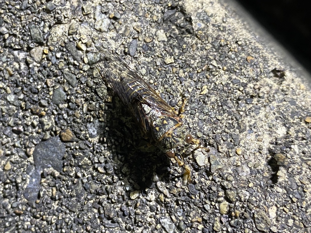 Chitchi Cicada in August 2020 by masaki_ishihara · iNaturalist